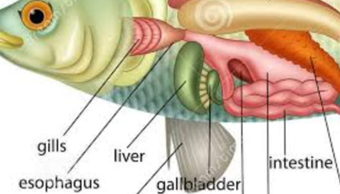 Frontiers Intestinal Function Of The Stomachless Fish,, 59% OFF