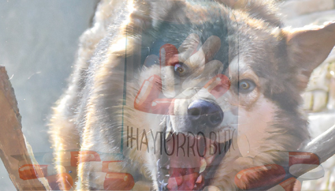 Budesonide, Description, Dosage, Contra-Indication, Drug Interactions ...